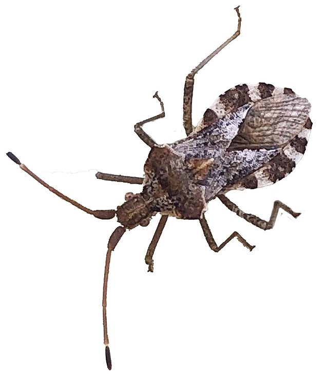 A new invasive insect in Idaho | Ag Proud