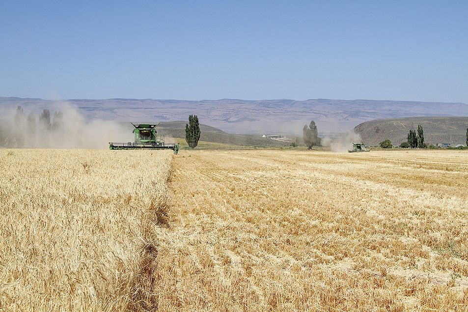 Utilizing wheat in feedlot diets | Ag Proud