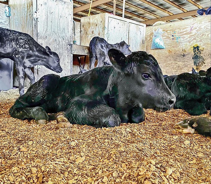 3 standard calf care practices your calf grower wishes you knew and ...
