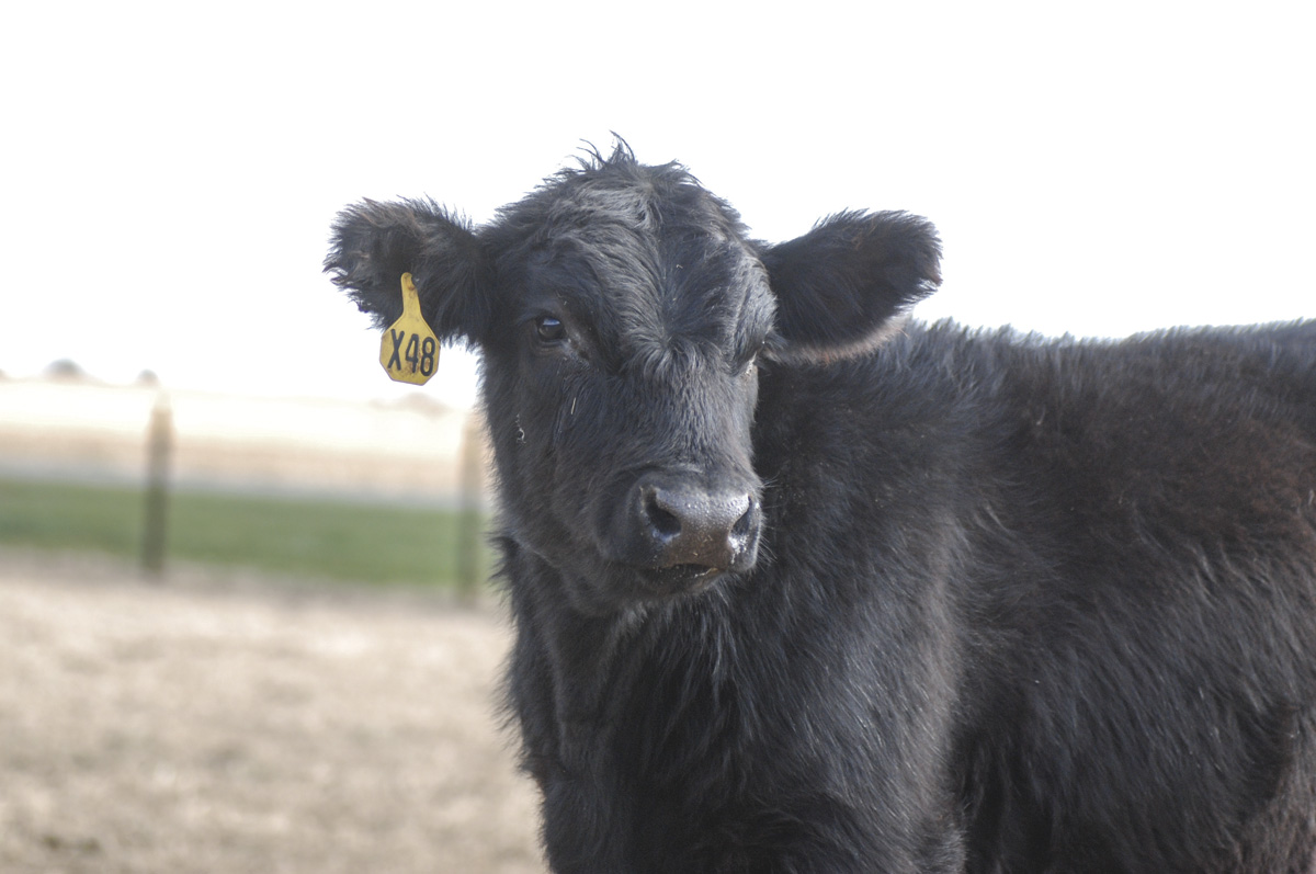 Five ways to avoid becoming a victim of a PI calf problem | Ag Proud