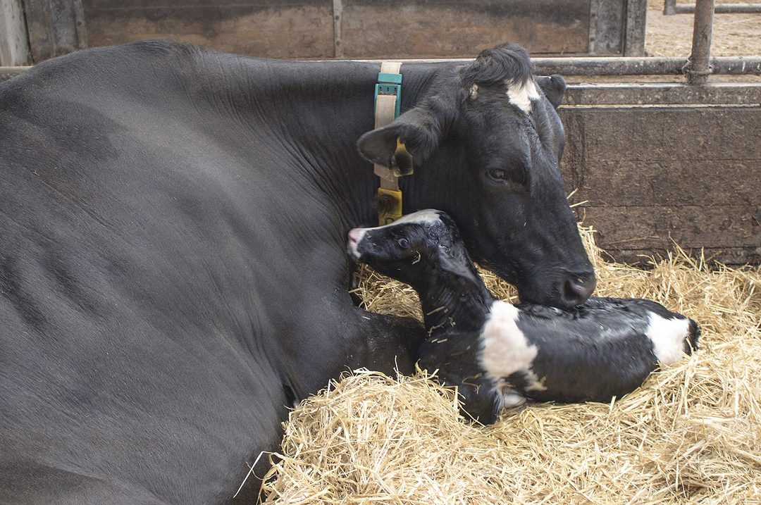 Do you hear what your cows are telling you? | Ag Proud