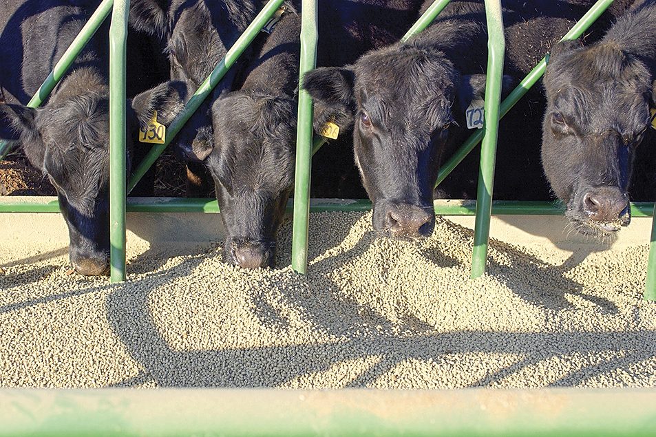 Soybean forage – what was old is new again | Ag Proud