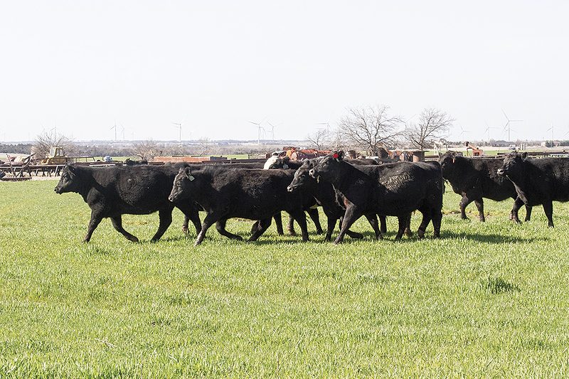 Proper stocking rate as a drought resiliency tool | Ag Proud