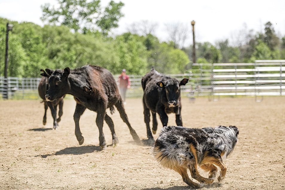 Best practices for training herding dogs | Ag Proud