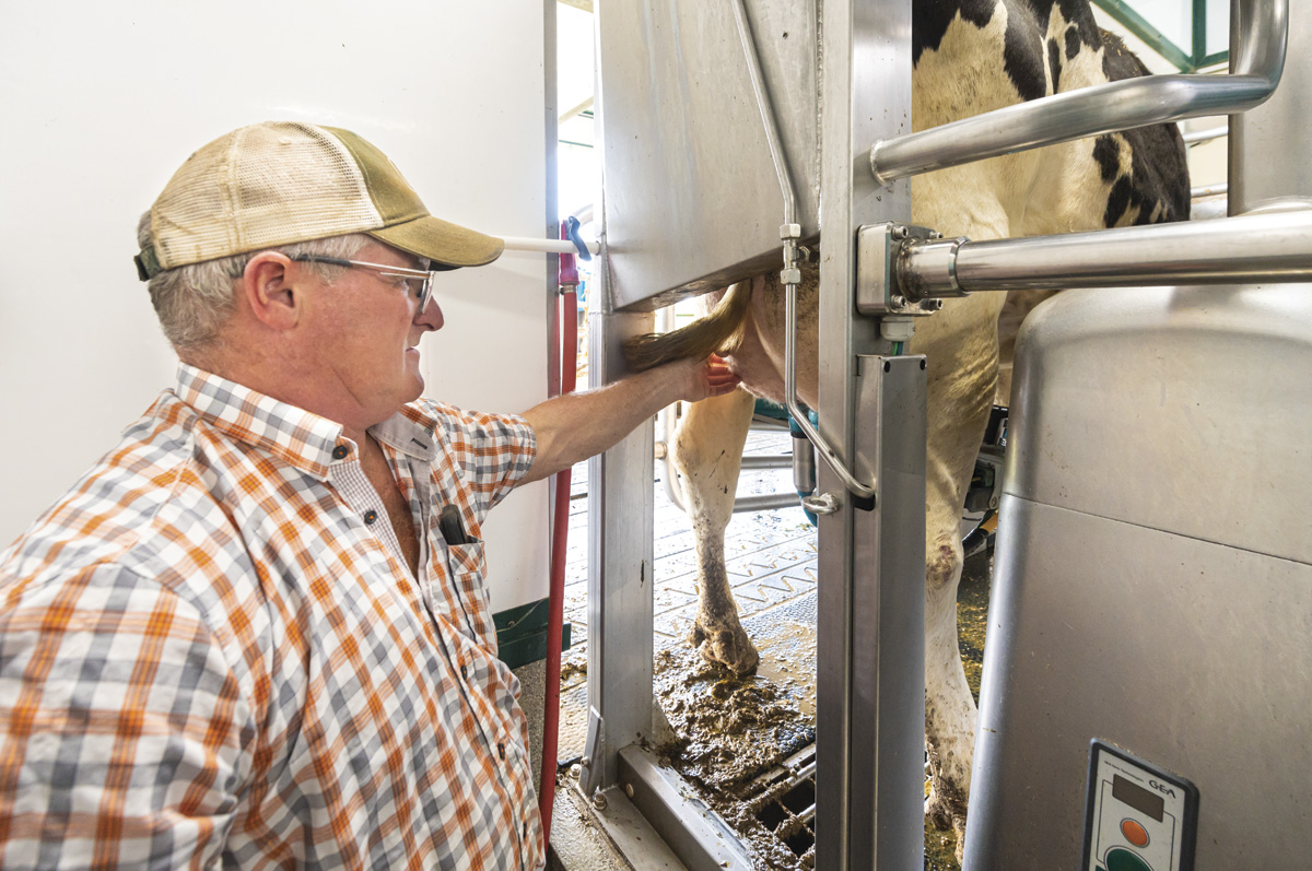Trucs et astuces pour l’alimentation des vaches qui transitionnent vers ...