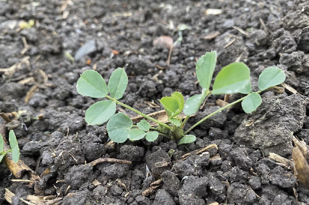 Maximize seeding yield: Plant early | Ag Proud
