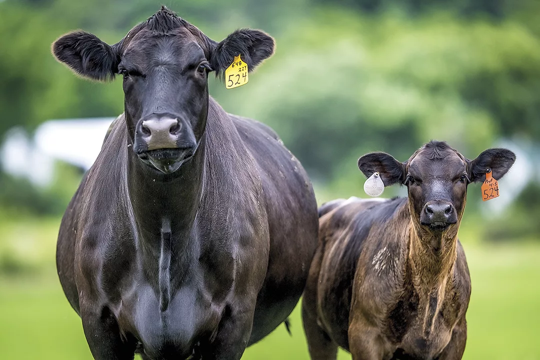 Genomic testing: The past, present and future | Ag Proud