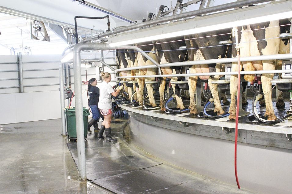 Building the right foundation for your rotary milking system | Ag Proud