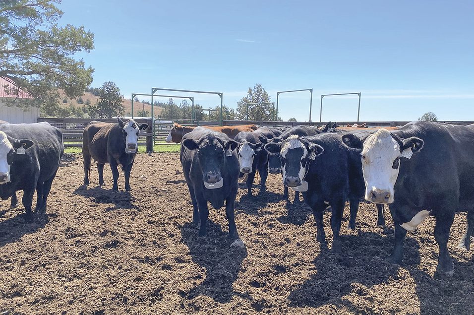 Using virtual fencing as a tool to keep cattle off of burned rangeland ...