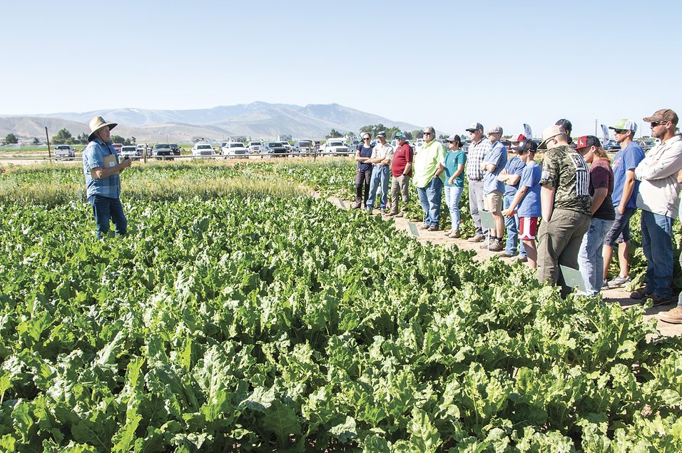 Sugarbeet research promotes grower production | Ag Proud