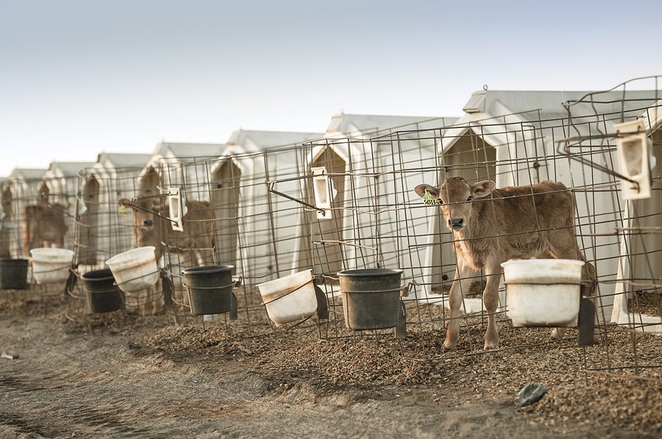The short-term and long-term cost of scours | Ag Proud