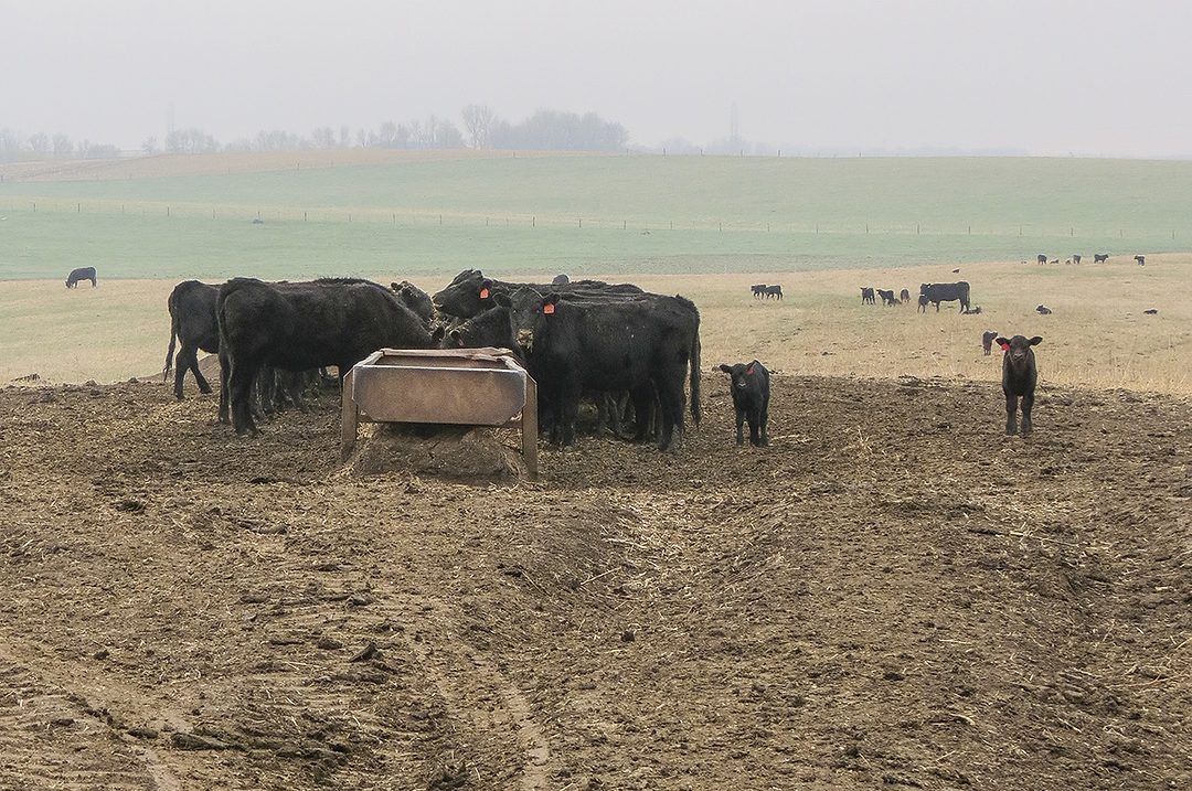 Are your cattle ready for weaning? | Ag Proud