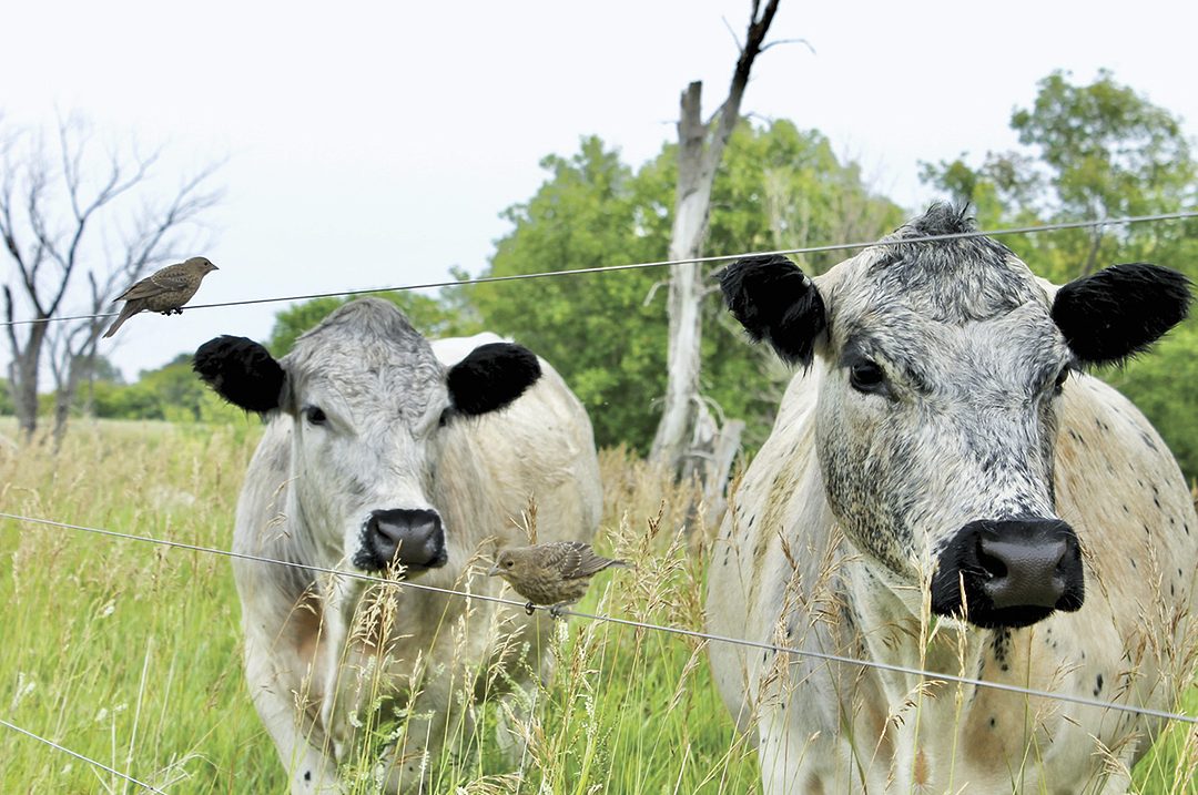 British Whites and grass-fed beef: A match made in the pasture | Ag Proud
