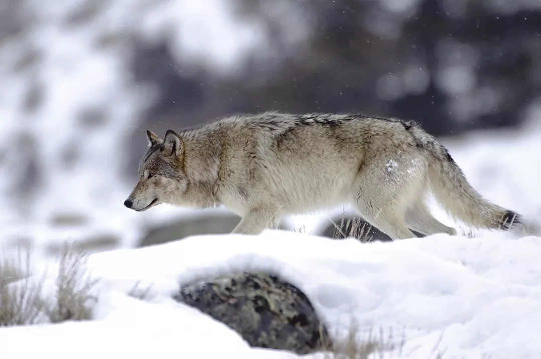 Colorado wolf reintroduction plan moves forward | Ag Proud
