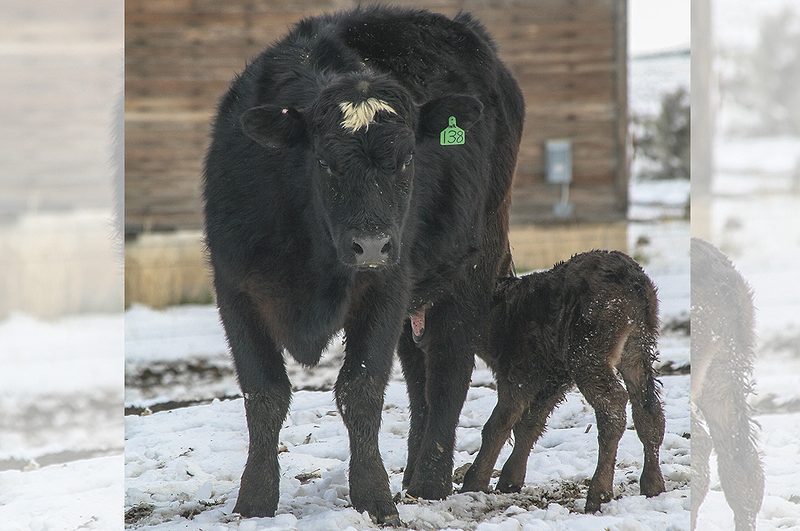 The threat is real: Cow attacks during calving season | Ag Proud