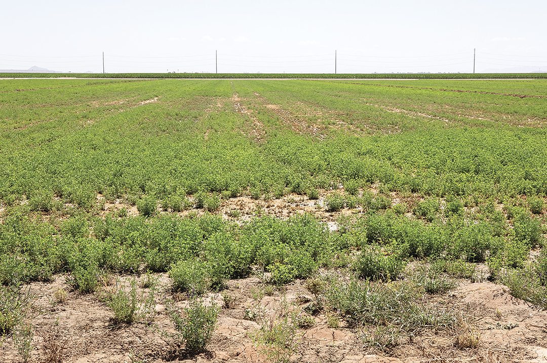 How did the 2023 alfalfa seedings survive the summer? | Ag Proud