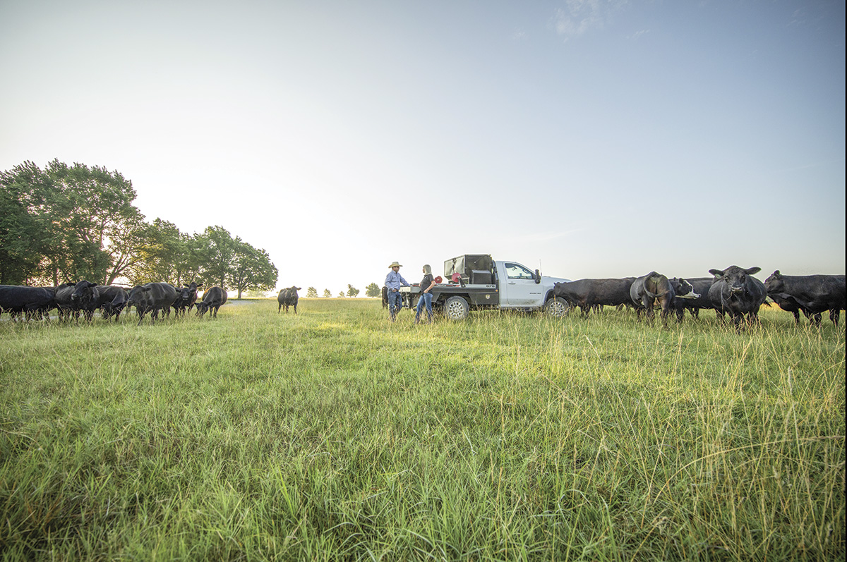 Are salt blocks a barrier to your herd’s productivity? | Ag Proud
