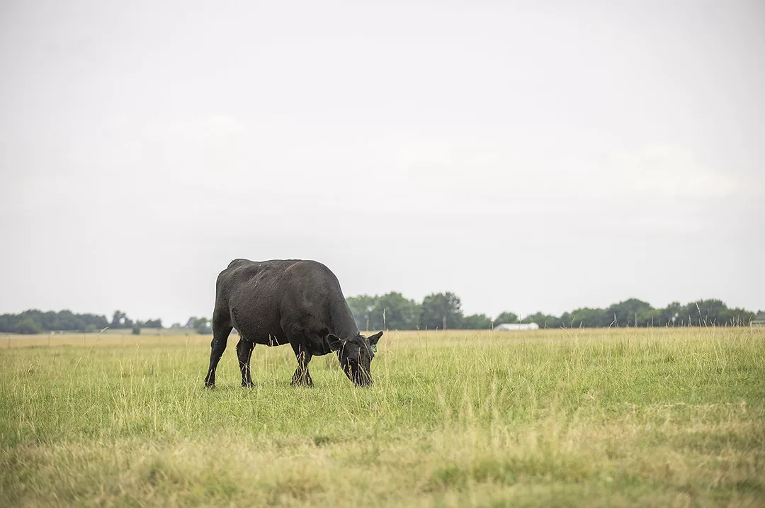 Are salt blocks a barrier to your herd’s productivity? | Ag Proud