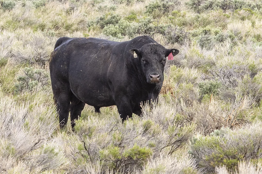 Consequences of overconditioning beef bulls | Ag Proud