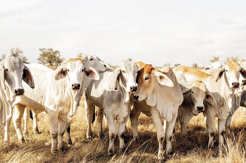 Cattle serve a crucial role in preserving the delicate ecosystems of ...