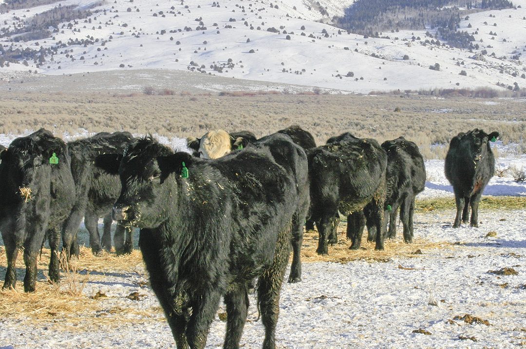 Putting forage test results to work for your herd | Ag Proud