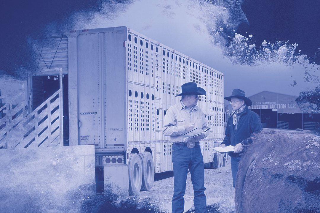Legal issues transporting livestock | Ag Proud