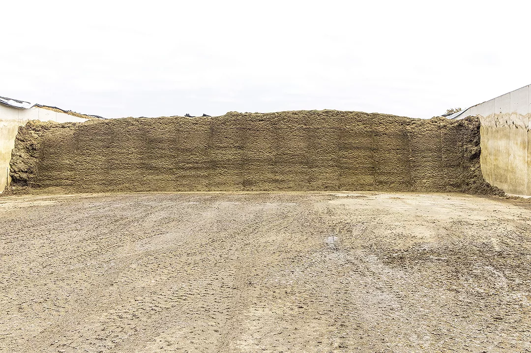 Simple steps to improve milk and component yields through silage | Ag Proud