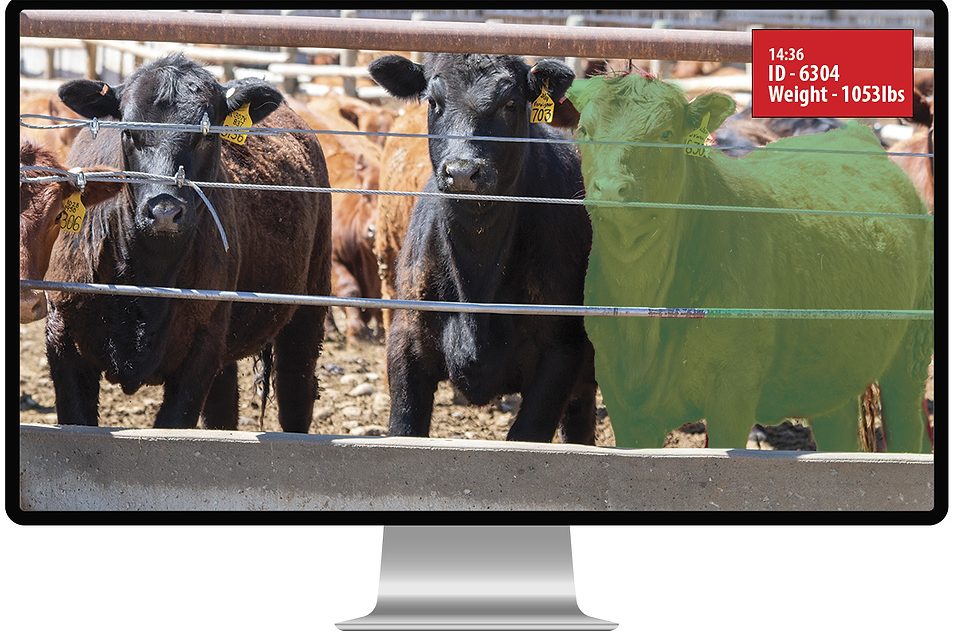 Efficiency, precision and ethical beef production: The impact of 3D ...