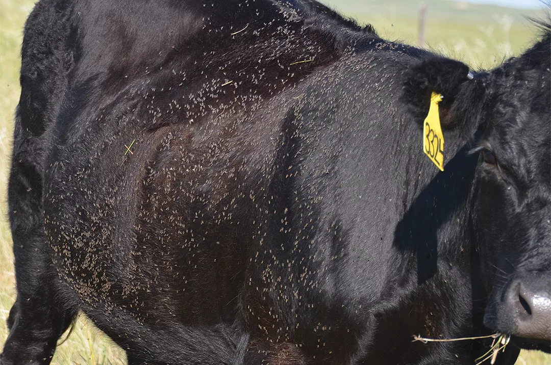 Horn flies on pastured cattle | Ag Proud