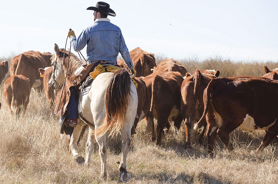 Young auctioneer blazes path in the Texas cattle auction scene | Ag Proud