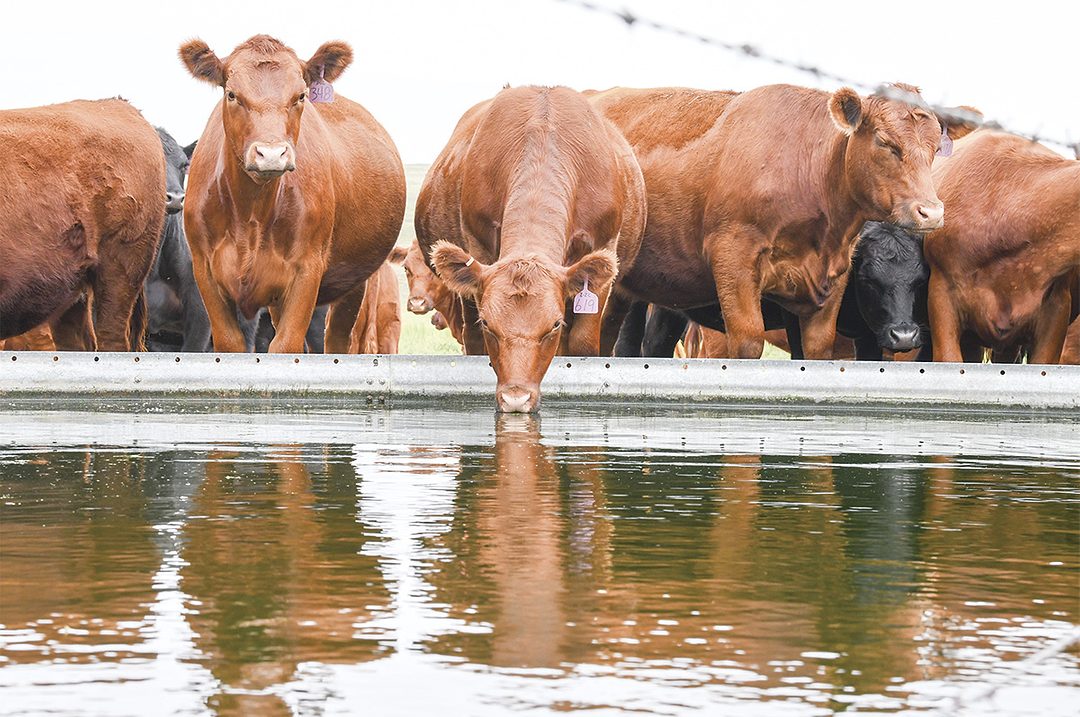 The importance of water quality and quantity for beef cattle | Ag Proud