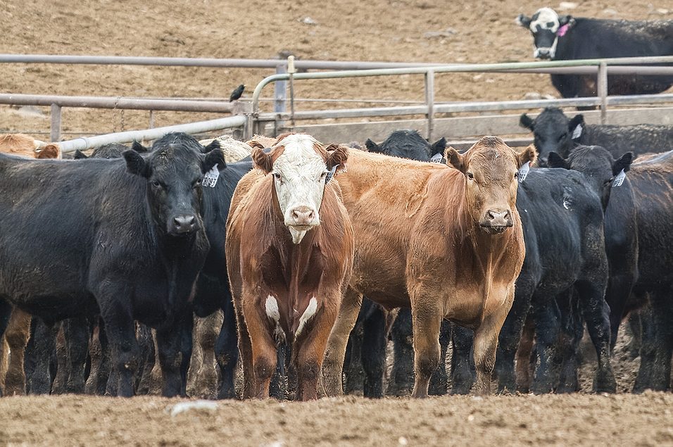 USDA releases 2022 Census of Agriculture data | Ag Proud