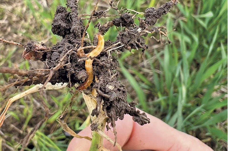 Seed treatment and wireworms: Innovations in crop protection | Ag Proud