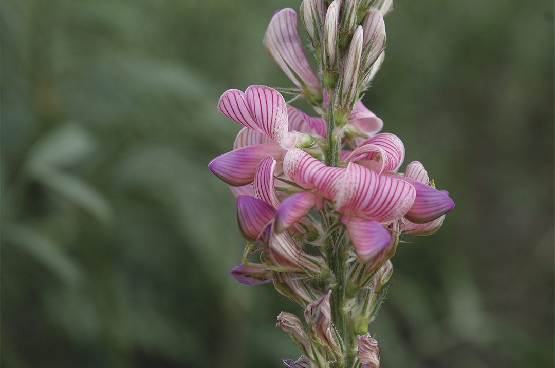 Sainfoin in pastures for cattle – less risk for bloat | Ag Proud