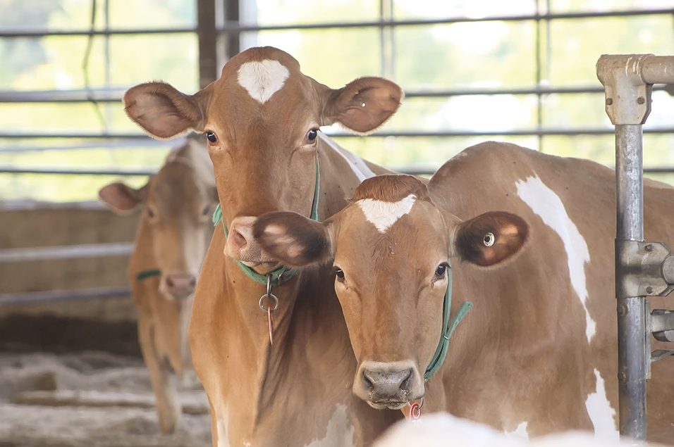 3 things you need to know about enrolling heifers in an IVF program ...