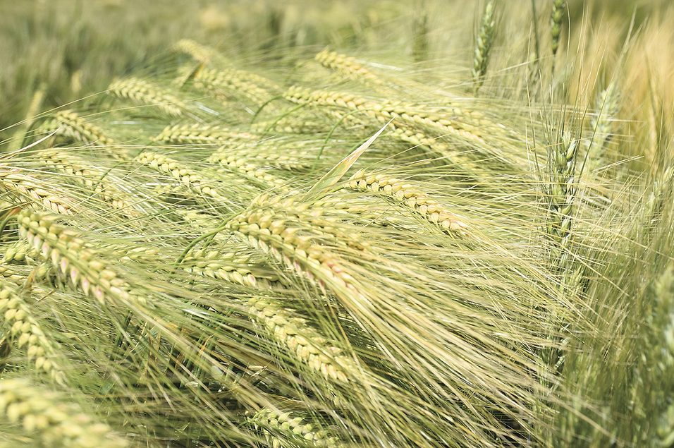University of Idaho barley agronomy program update – nitrogen fertility ...