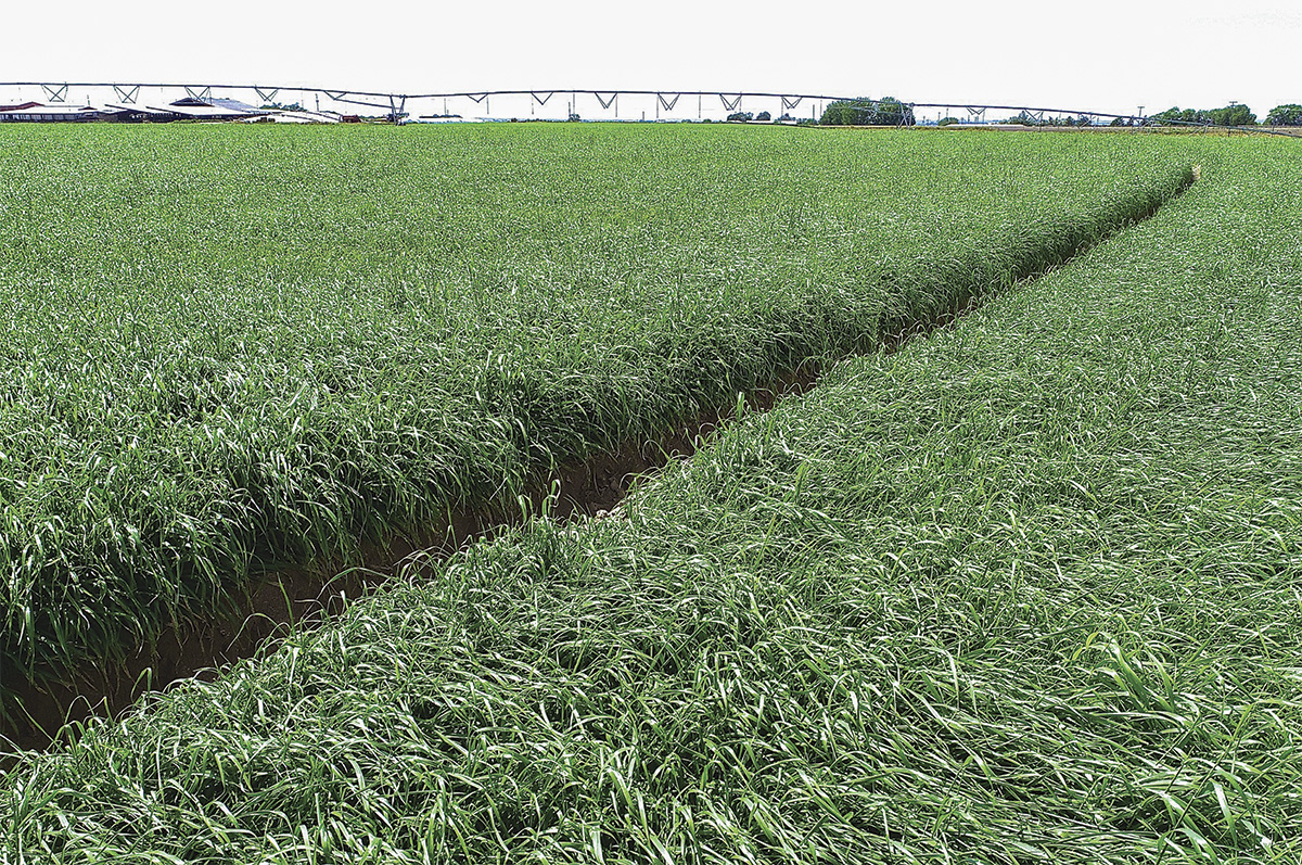 The new variety advantage | Ag Proud