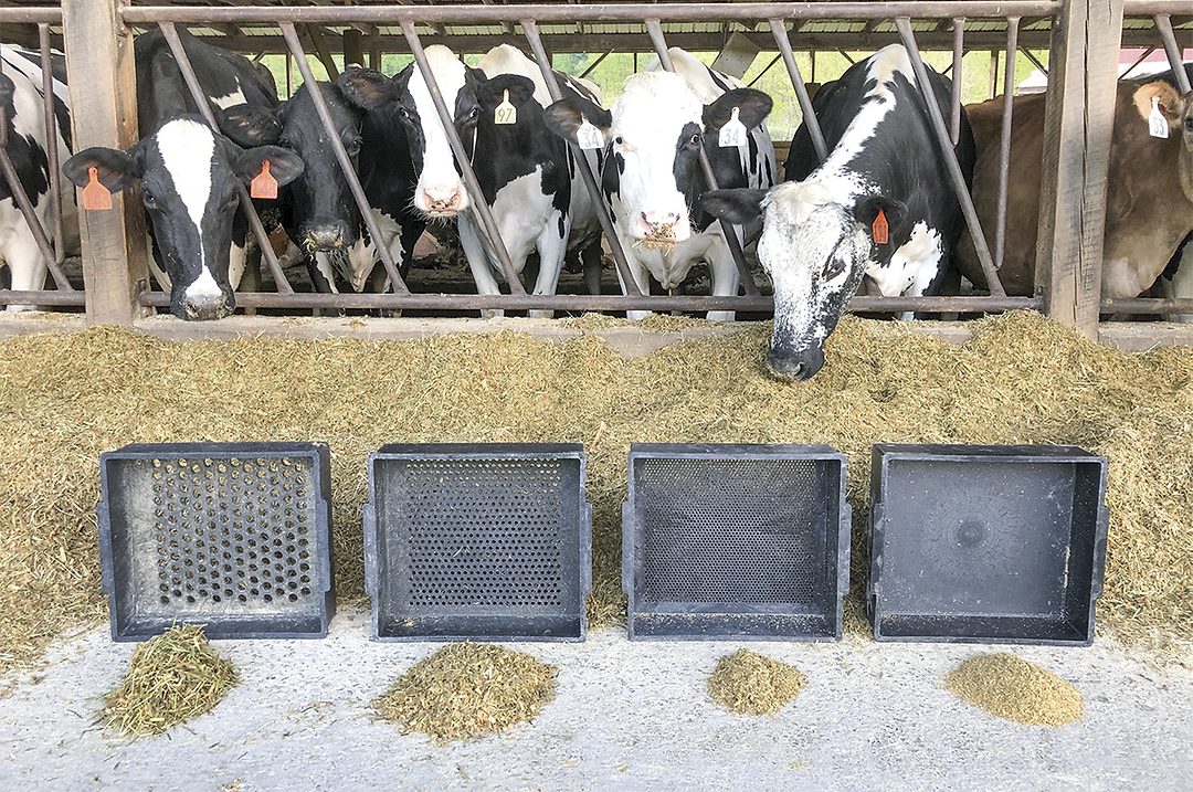 What do the new Nutrient Requirements of Dairy Cattle tell us? | Ag Proud
