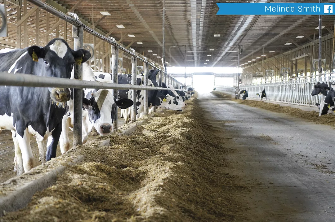 Creating the ideal cow for your herd | Ag Proud