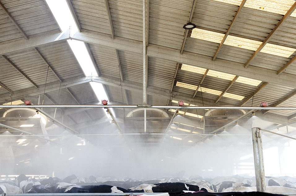 Reduce heat stress with soaking | Ag Proud