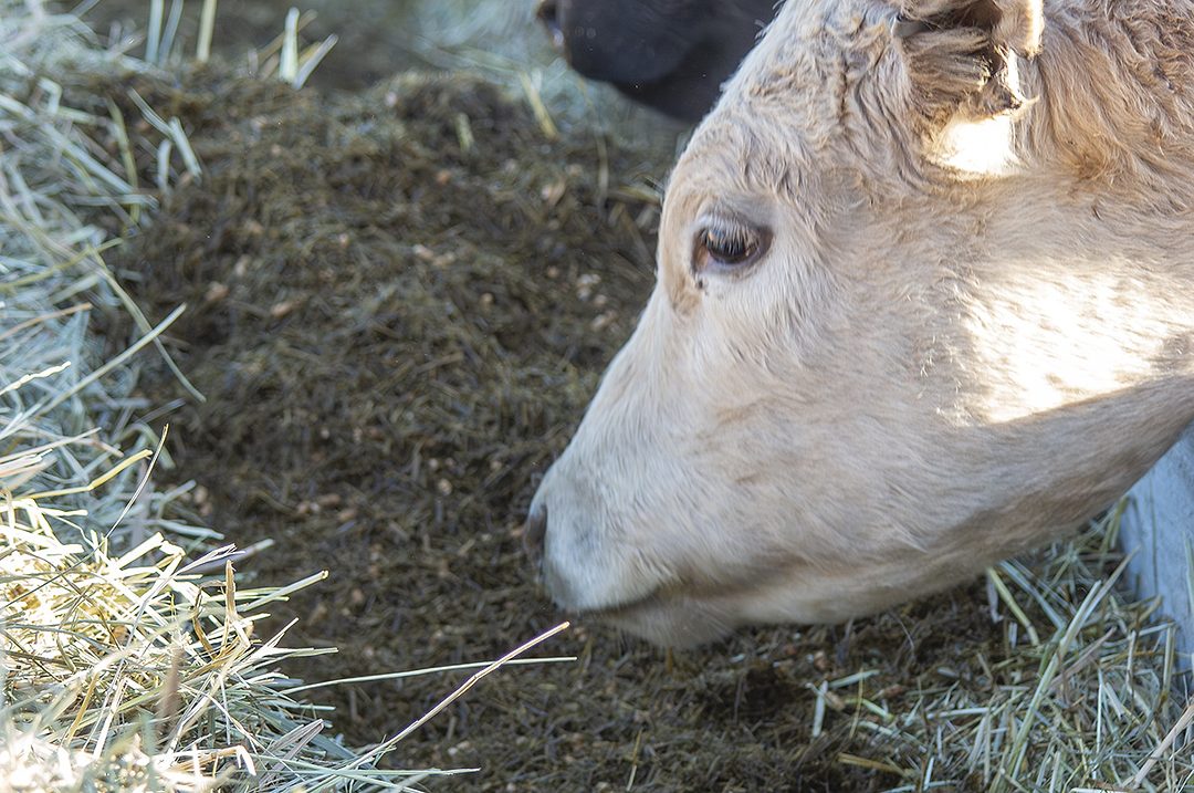 Bagged silage: A vital tool for feed management | Ag Proud