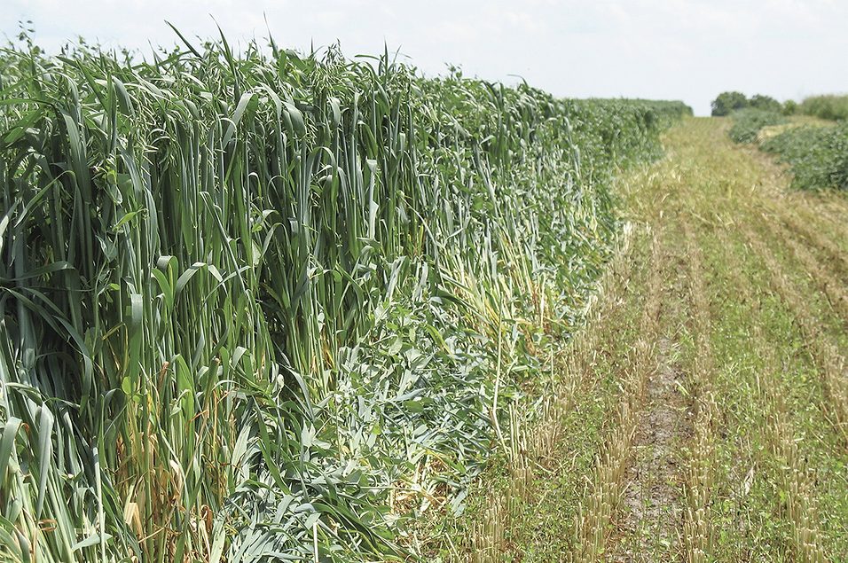 Trend toward alternative forages means adjusting crop nutrition ...