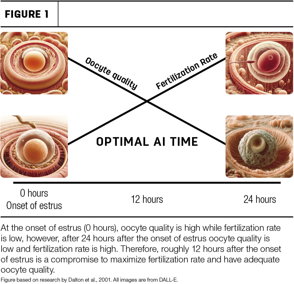Once or twice? Optimal insemination practices for your herd | Ag Proud
