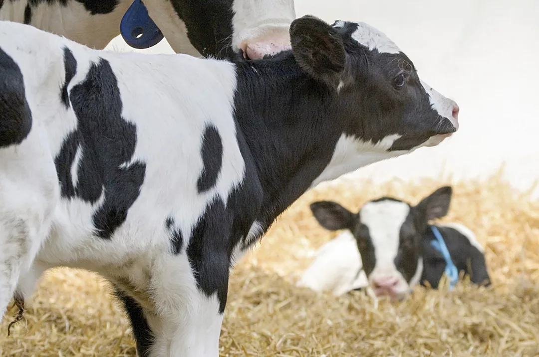 How to optimize automated reproduction tools in your herd | Ag Proud