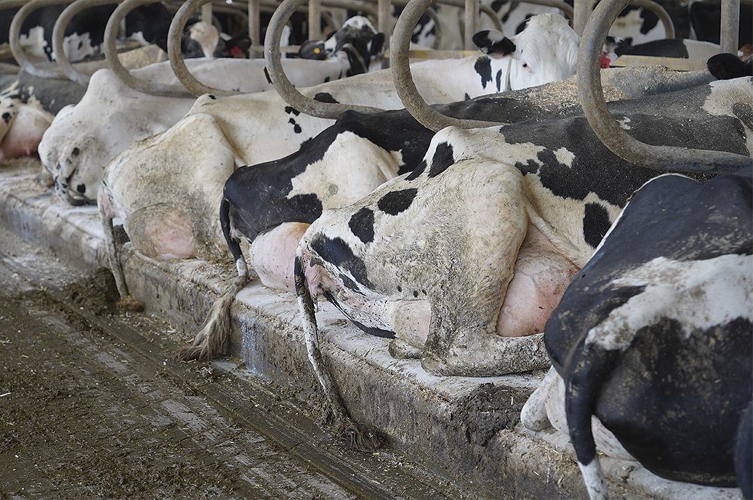 Tips for providing the most comfortable bed possible for cows | Ag Proud