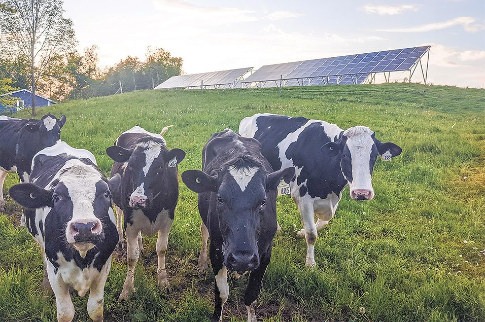 Why dairy farming’s future lies in solar power | Ag Proud