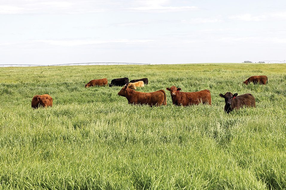 Mixing grasses and legumes to create more productive pastures | Ag Proud