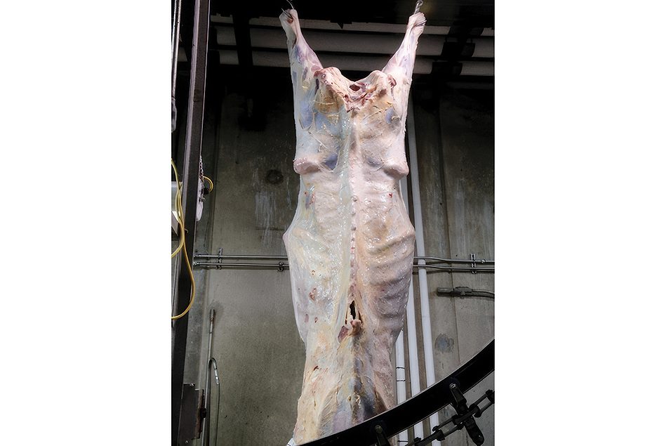 Culling decisions: Analyze cattle welfare, enhance the bottom line | Ag ...
