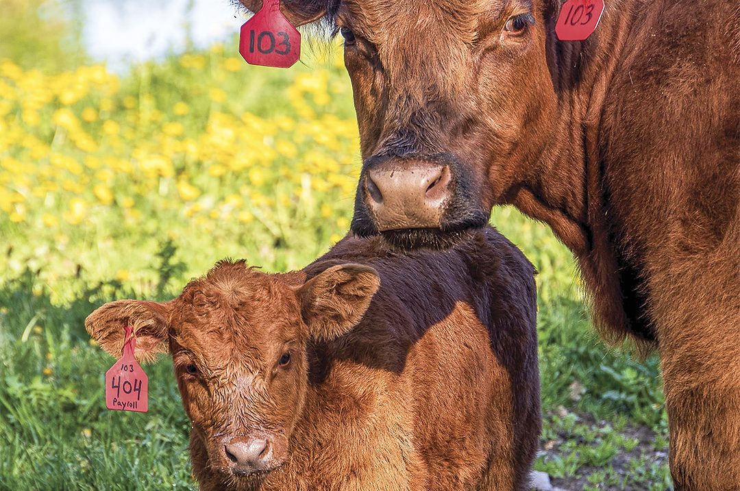 Cow-calf production as a lifestyle choice | Ag Proud