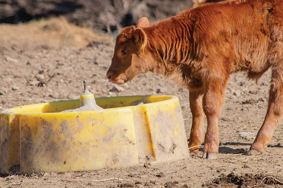 What’s one more worth? Prebiotic tools’ pivotal role in herd health ...
